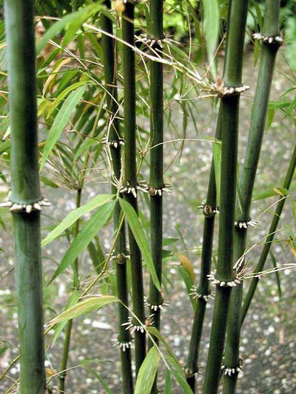 Bamboo – Puravida Tropical
