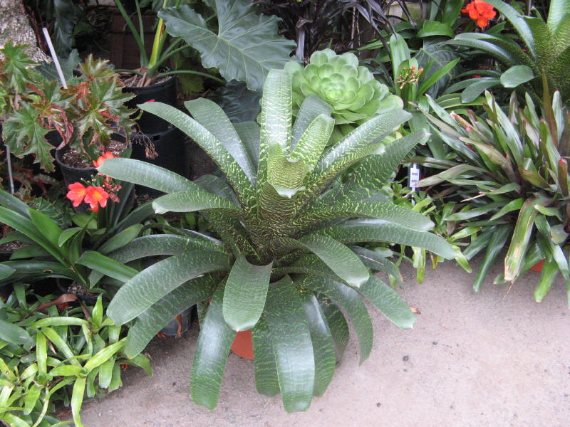 Misc. Exotics – Puravida Tropical